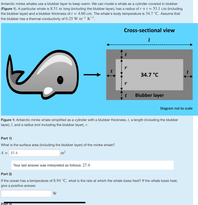 Solved Antarctic minke whales use a blubber layer to keep | Chegg.com