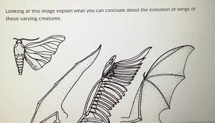 Solved Looking at this image explain what you can conclude | Chegg.com