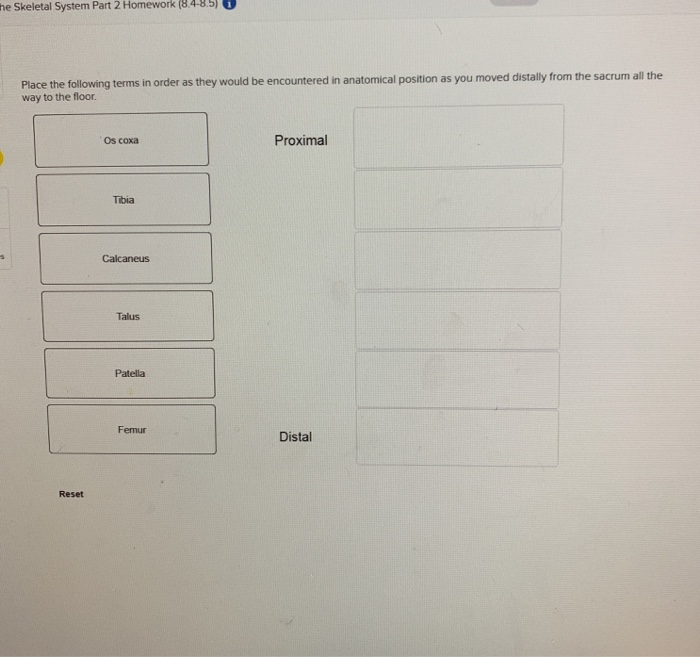 Solved Place the bones of the upper appendicular skeleton in | Chegg.com