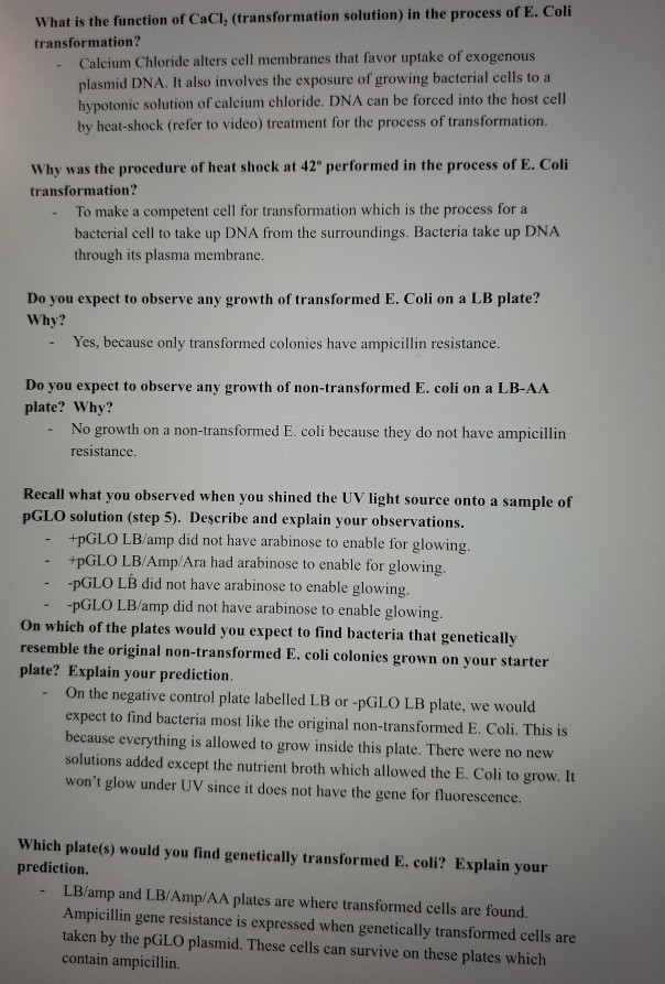 Solved 1. Describe your expected results from the PGLO | Chegg.com
