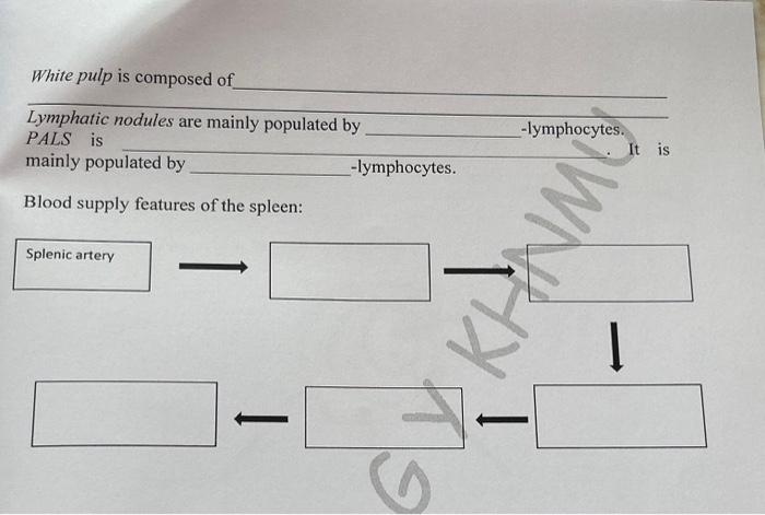 Solved histology - biology fill the gaps put labels - | Chegg.com