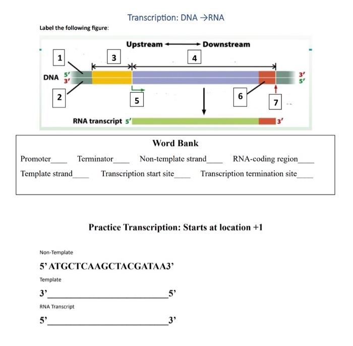 Solved Rna Processing Rna → Mrna Three Steps Of Mrna