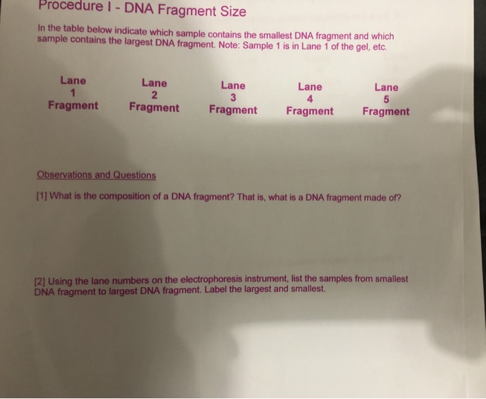 Solved: Procedure I- DNA Fragment Size In The Table Below ... | Chegg.com