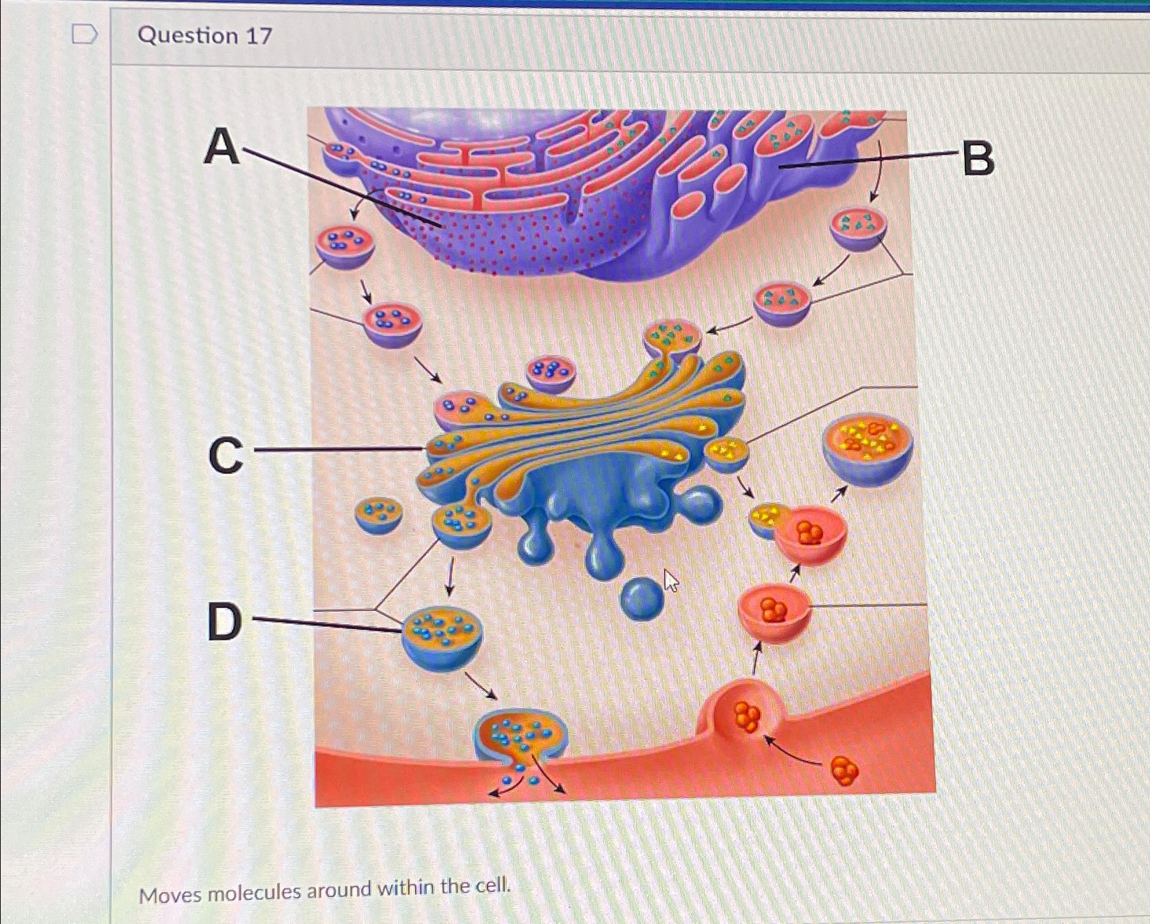 Solved Question 17Moves molecules around within the cell | Chegg.com