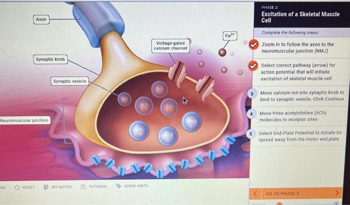 Solved Select correct pathway (arrow) for action potential | Chegg.com