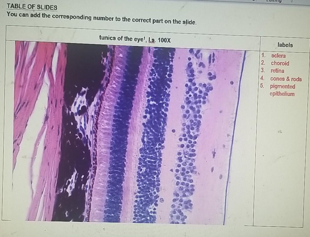 Solved TABLE OF SLIDES You can add the corresponding number | Chegg.com