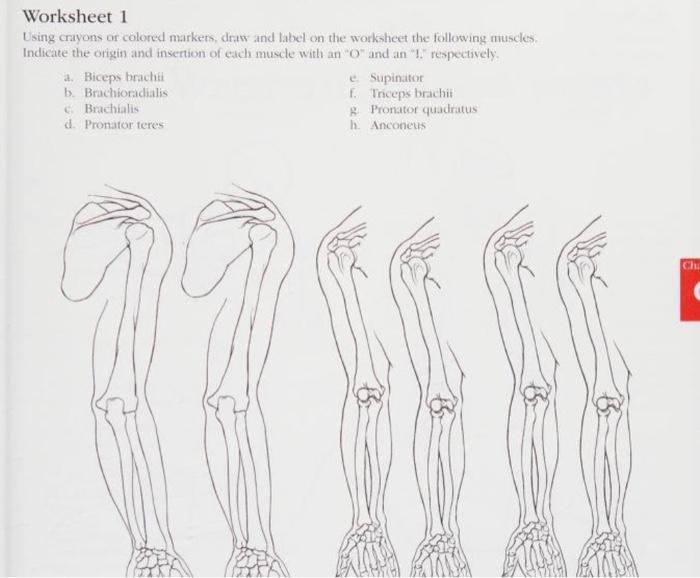 Solved Worksheet 1 Using crayons or colored markers, draw | Chegg.com