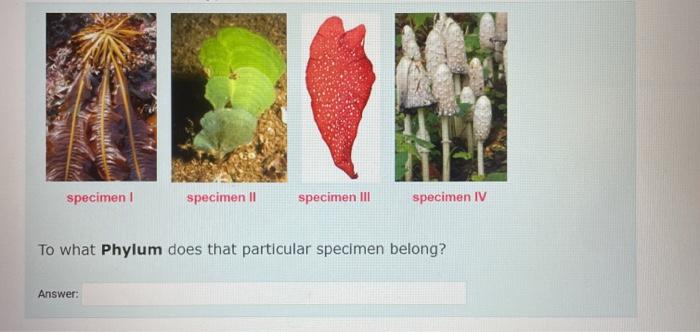 Solved specimen specimen 11 specimen III specimen IV To what | Chegg.com