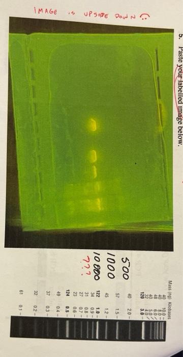 2. Label your gel image (on or adjacent to the image) | Chegg.com