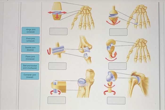 Solved Hinge joint (uniaxial) Pivot joint (unicial) Saddle | Chegg.com