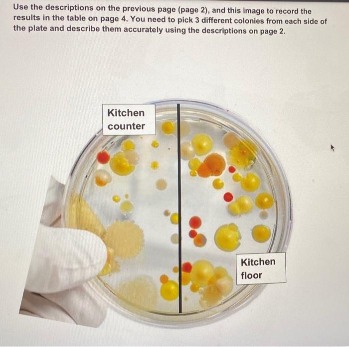 Solved Nutrient agar plate results (kitchen counter and | Chegg.com
