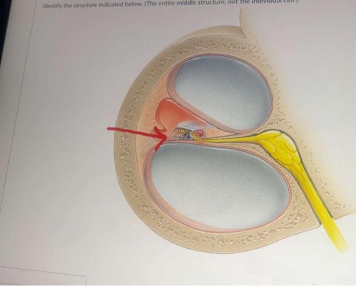 Solved Identify the structure indicated below. The entire | Chegg.com