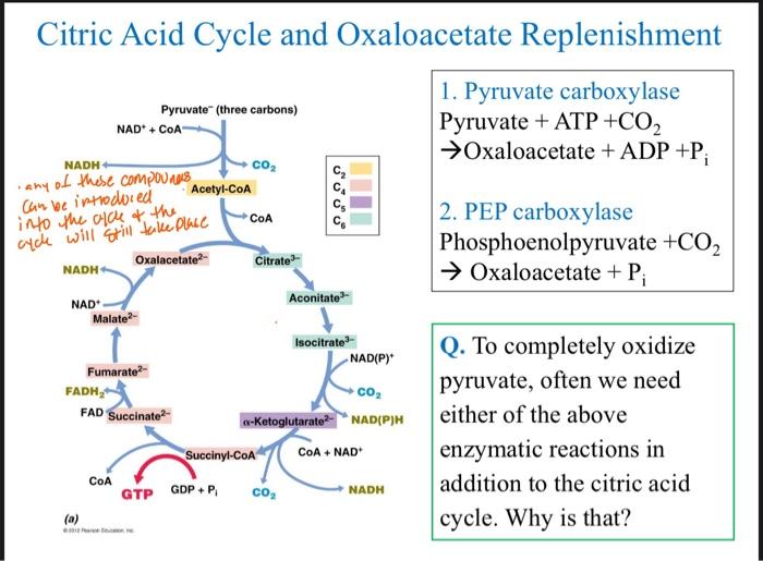 Solved Citric Acid Cycle and Oxaloacetate Replenishment | Chegg.com