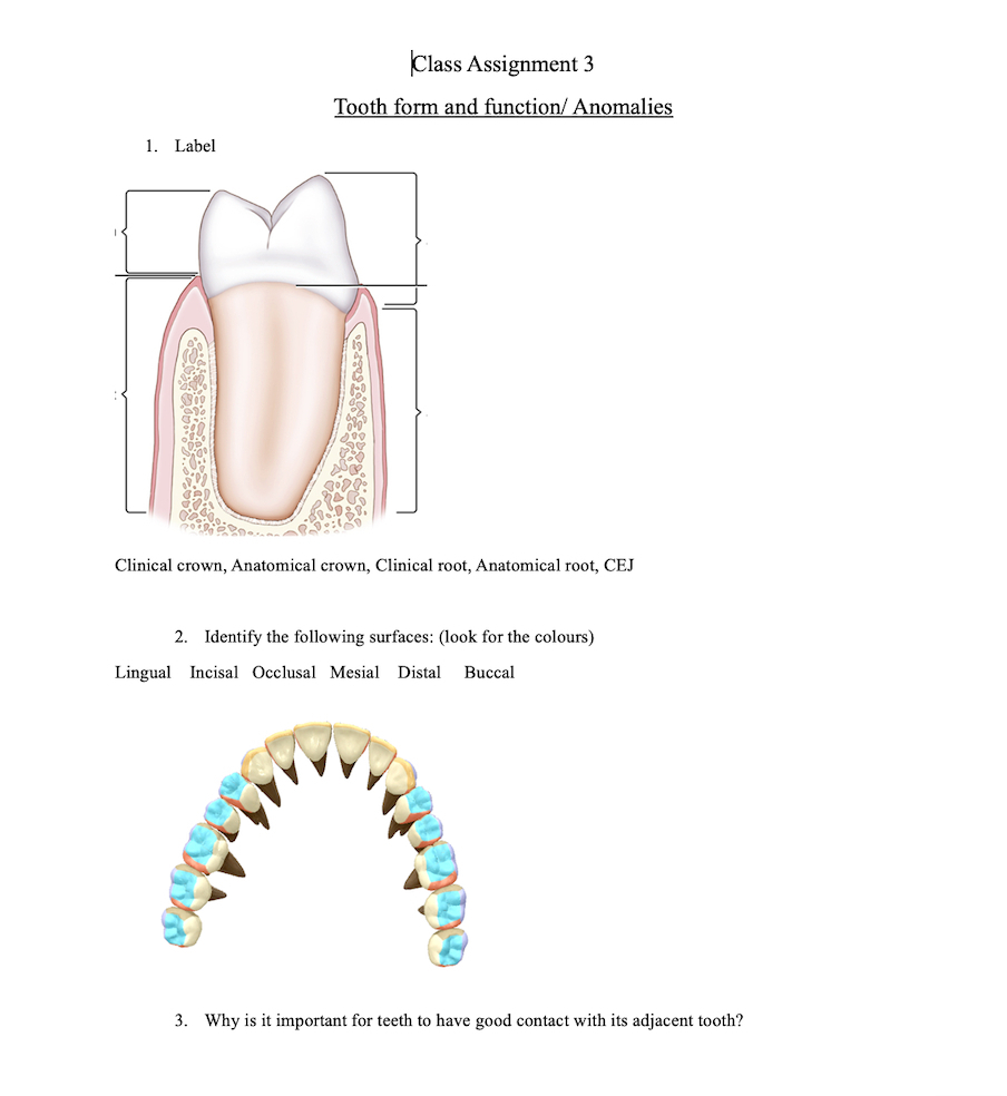Solved Class Assignment 3Tooth form and function/ | Chegg.com Solved Class Assignment 3Tooth form and function/ | Chegg.com
