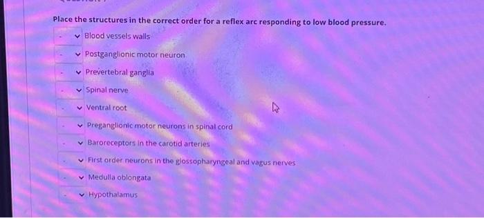 Solved Place the structures in the correct order for a | Chegg.com