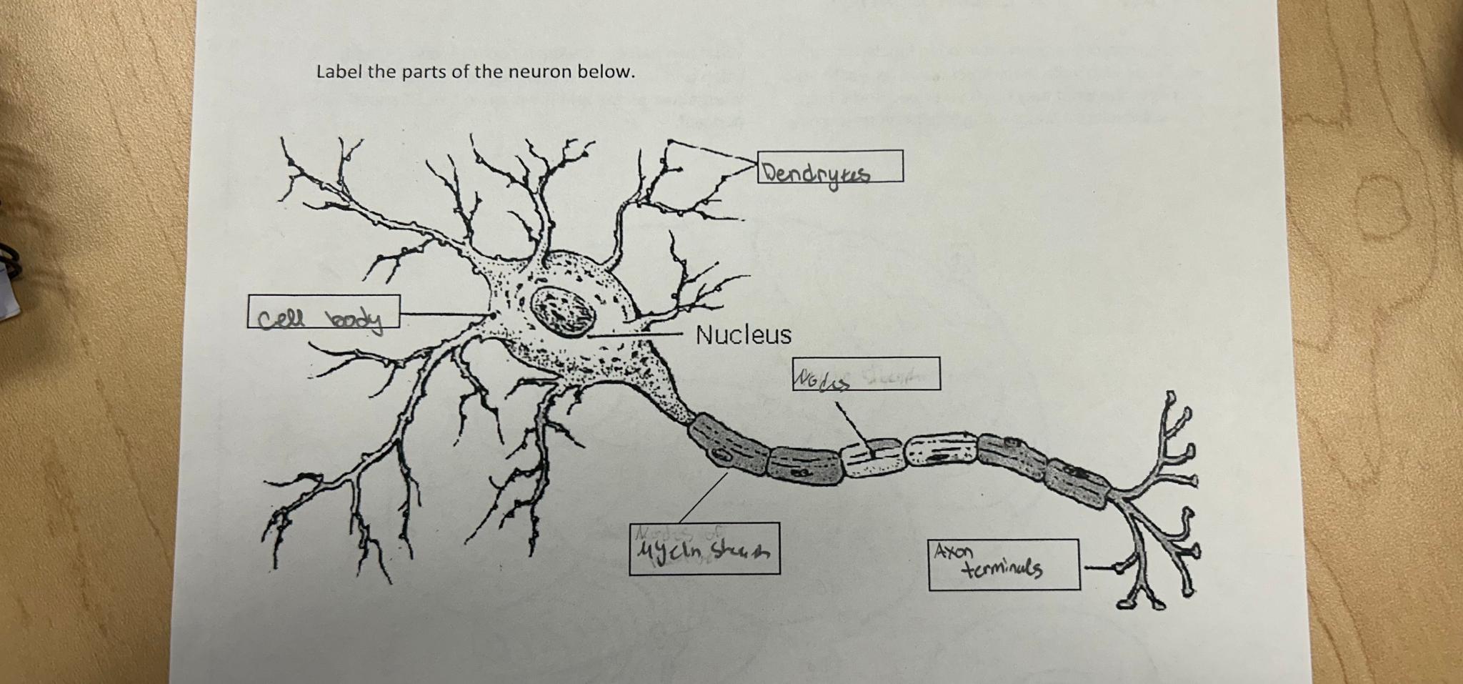 Solved Label the parts of the neuron below. | Chegg.com