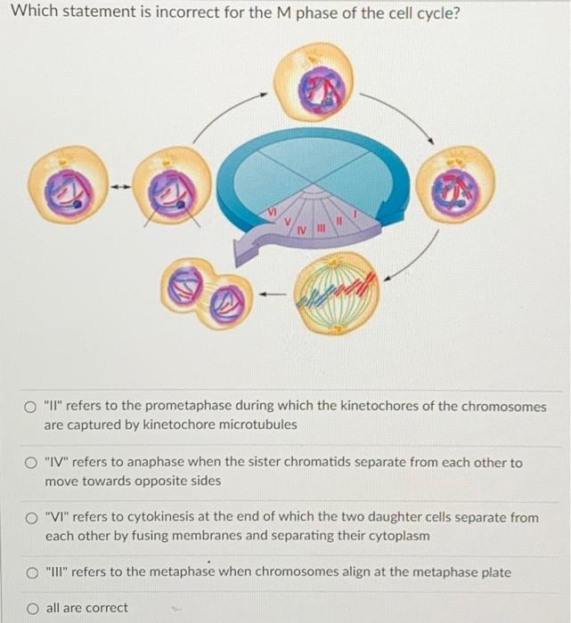 Solved Which statement is incorrect for the M phase of the | Chegg.com