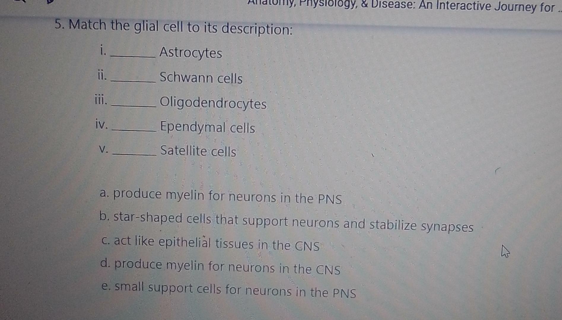 Match the glial cell to its description:a. ﻿produce | Chegg.com