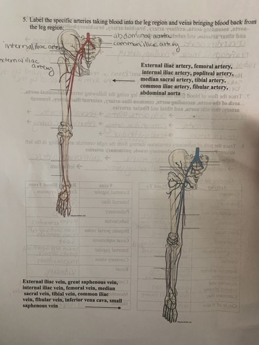 Solved 5. Label the specific arteries taking blood into the | Chegg.com