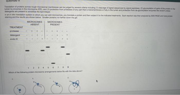 Solved QUESTION 11 Translation of proteins across rough | Chegg.com