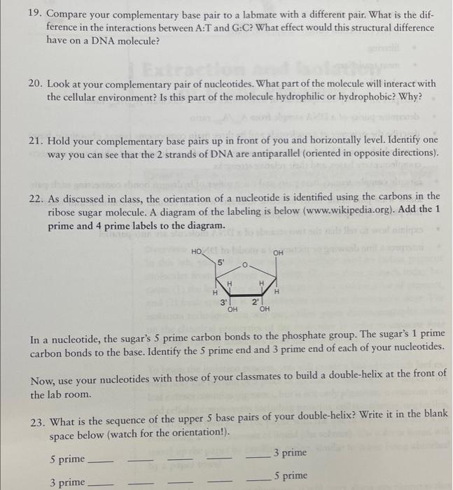 19. Compare your complementary base pair to a labmate | Chegg.com