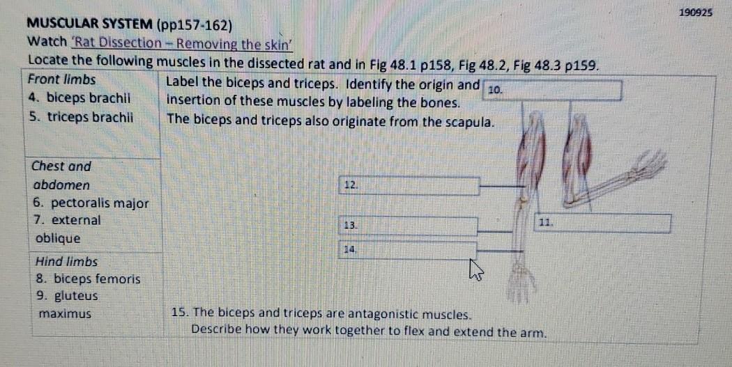 Solved 190925 MUSCULAR SYSTEM (pp157-162) Watch 'Rat | Chegg.com