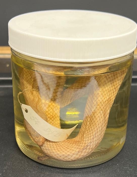 Solved observe the three snake specimens. 1. Based on skin | Chegg.com