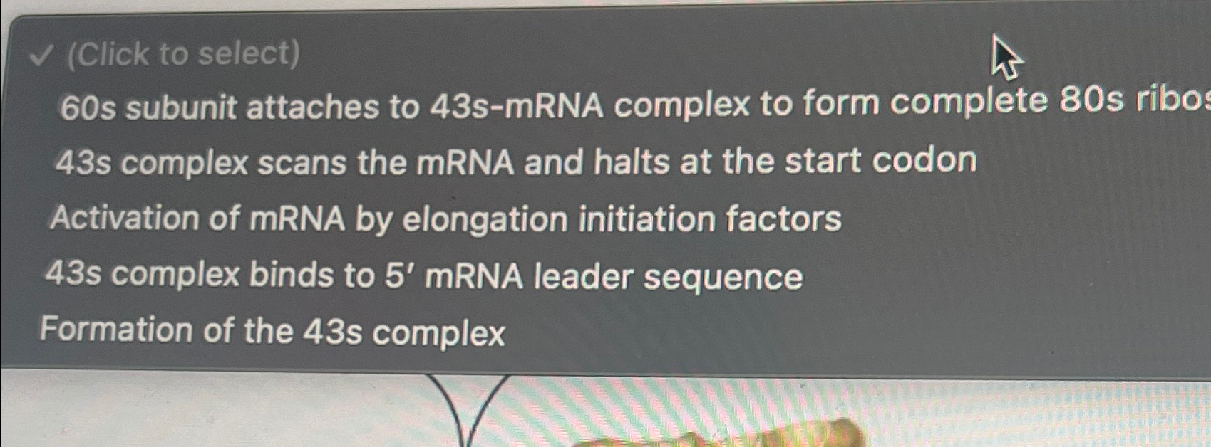 Solved (Click to select)60 ﻿s subunit attaches to 43s-mRNA | Chegg.com