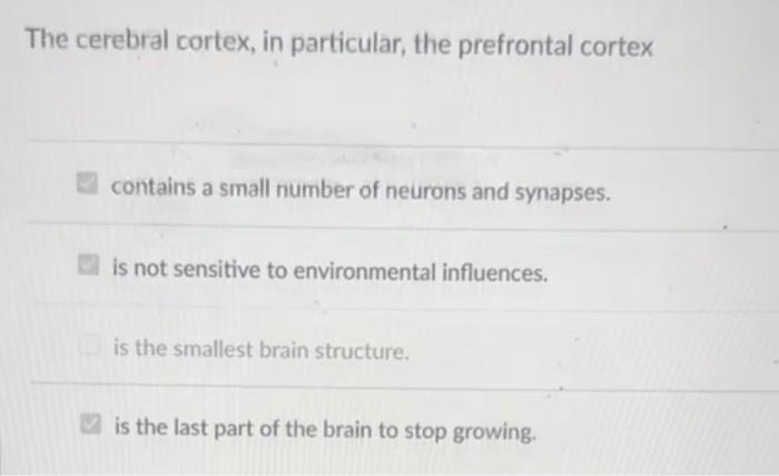 Solved The cerebral cortex, in particular, the prefrontal | Chegg.com