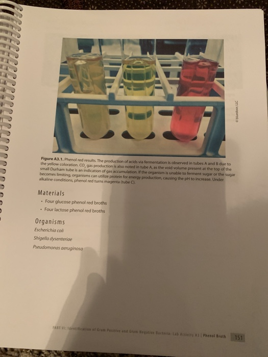 Solved BEEE?!!!... PART VI: IDENTIFICATION OF GRAM POSITIVE | Chegg.com