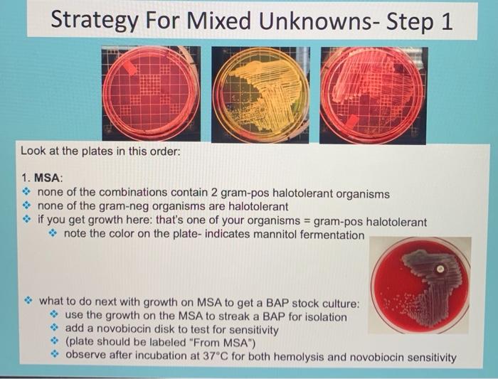 Creating BAP stock plates. For each mixed culture, | Chegg.com