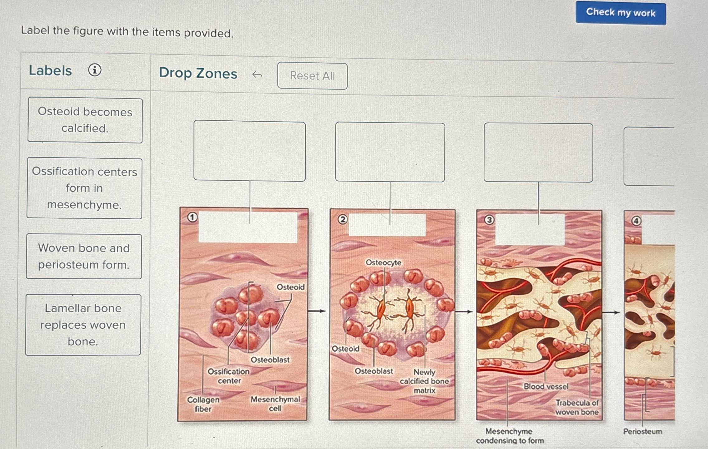 Solved Label the figure with the items | Chegg.com