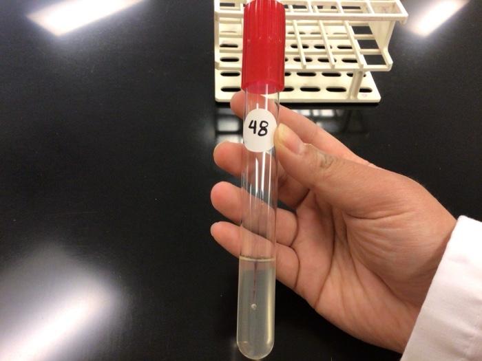 Solved Motility: Report motile or non-motile, including | Chegg.com