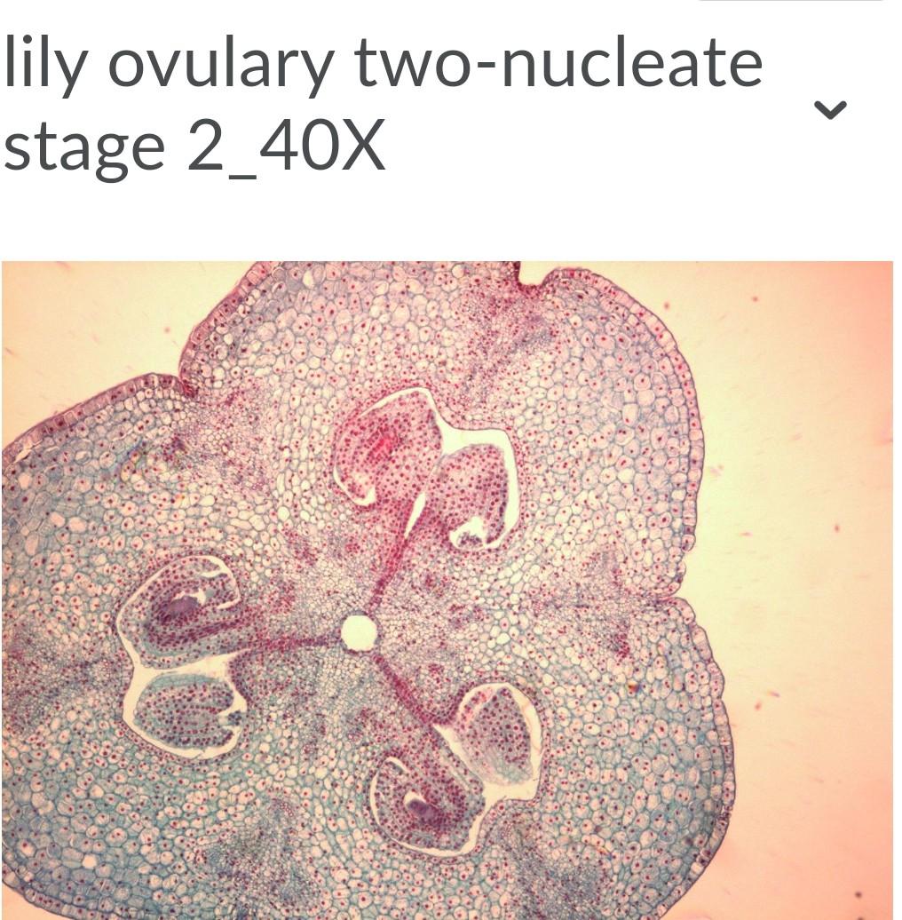 Solved lily ovulary two-nucleate stage_40X