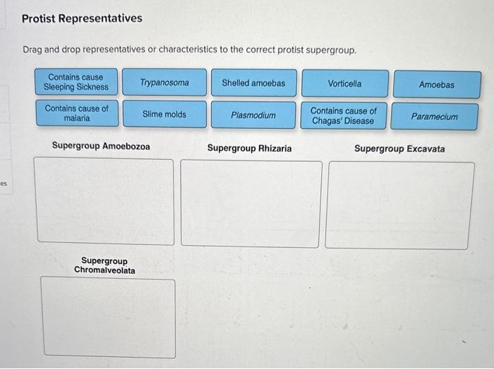 Solved Protist Representatives | Chegg.com