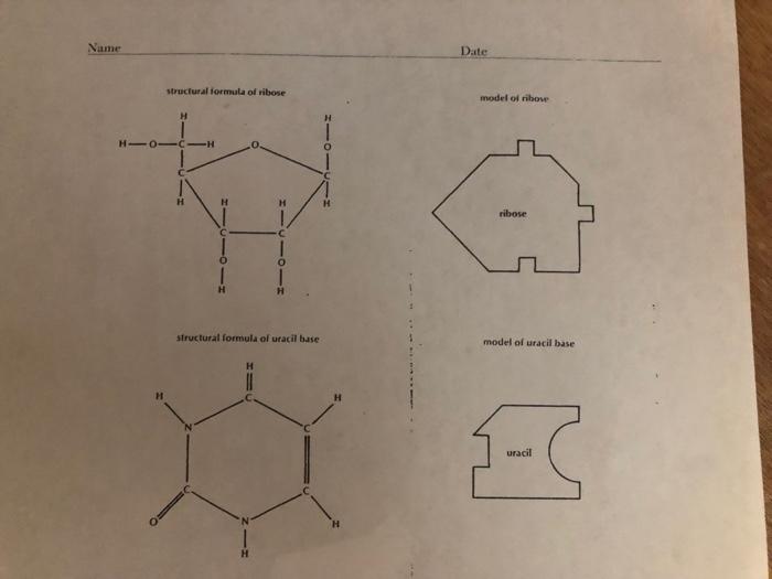 Solved Name Date structural formula of ribose model of ribos | Chegg.com