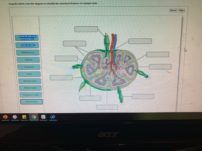 Solved Drag the labels onto the diagram to identify the | Chegg.com