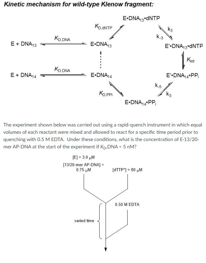 Solved Kinetic mechanism for wild-type Klenow fragment:The | Chegg.com