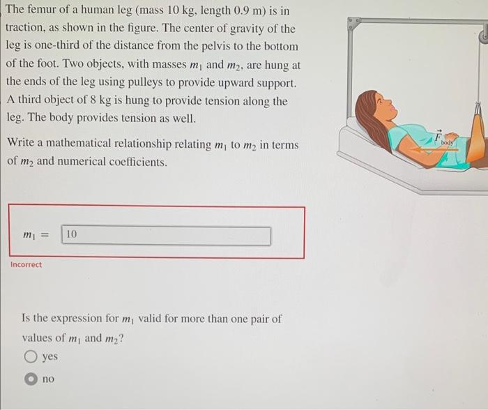 Solved The femur of a human leg (mass 10 kg, length 0.9 m ) | Chegg.com