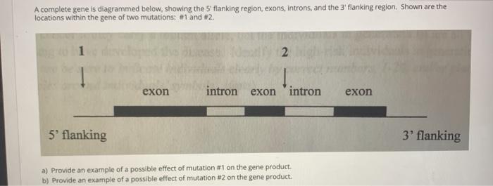 Solved A complete gene is diagrammed below, showing the 5 | Chegg.com