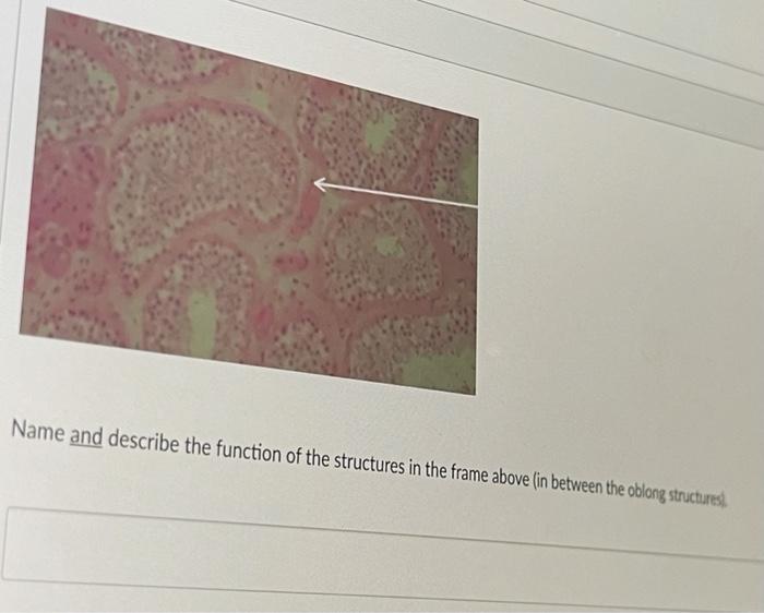 Solved Name and describe the function of the structures in | Chegg.com