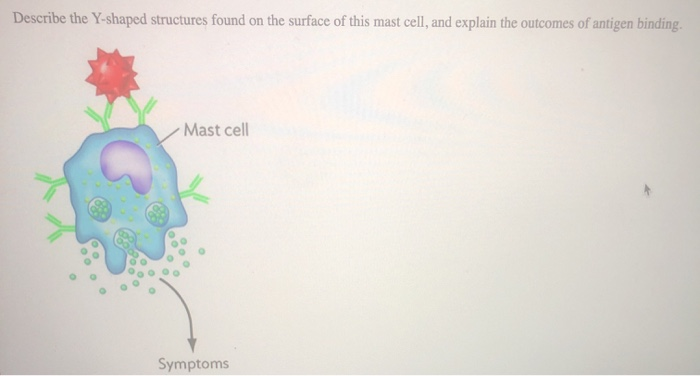 Solved Describe the Y-shaped structures found on the surface | Chegg.com