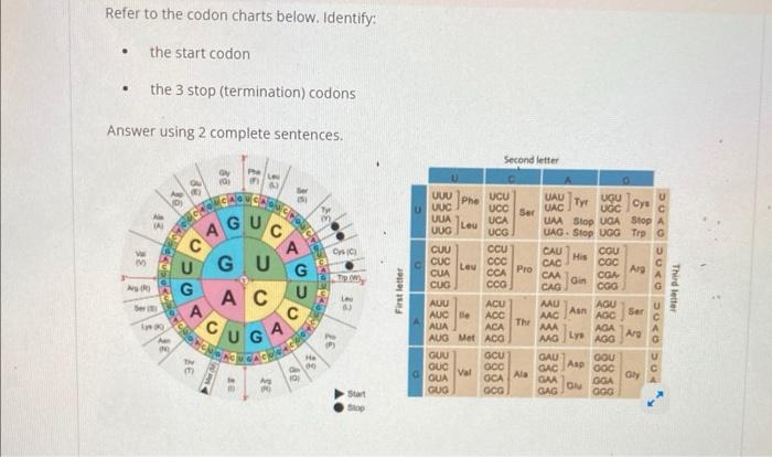 Solved Refer to the codon charts below. Identify: the start | Chegg.com
