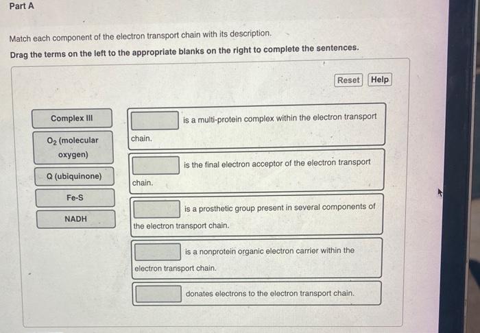 Solved Match each component of the electron transport chain | Chegg.com Solved Match each component of the electron transport chain | Chegg.com