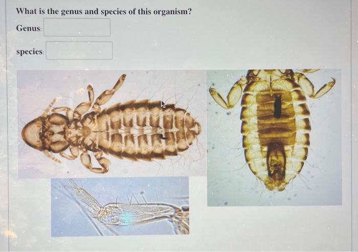 Solved What is the genus and species of this organism? | Chegg.com