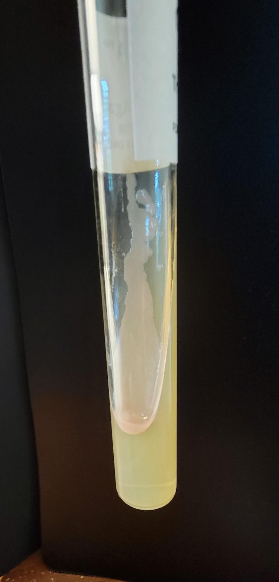 Solved Look at your broth, slant and plate cultures. Can you | Chegg.com