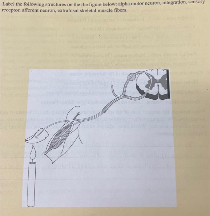 Solved Label the following structures on the the figure | Chegg.com