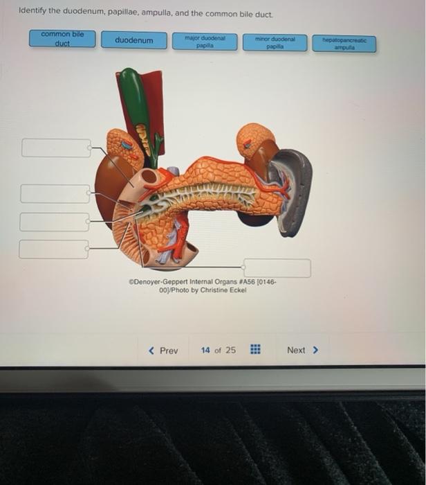 Solved Identify the duodenum, papillae, ampulla, and the | Chegg.com