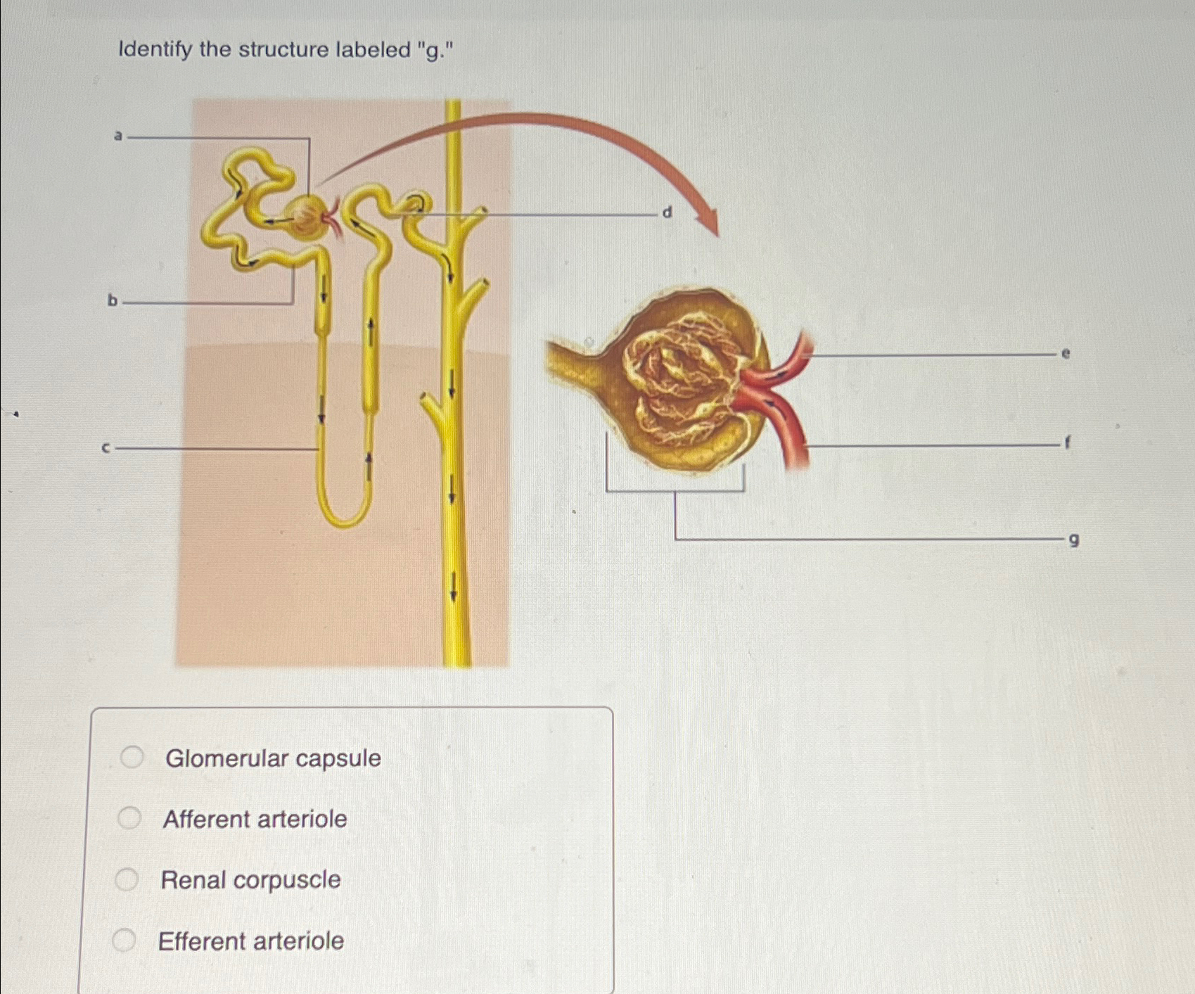 Solved Identify the structure labeled "g." ﻿Glomerular | Chegg.com
