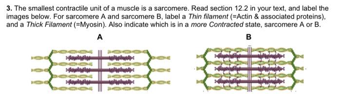 Solved 3. The smallest contractile unit of a muscle is a | Chegg.com
